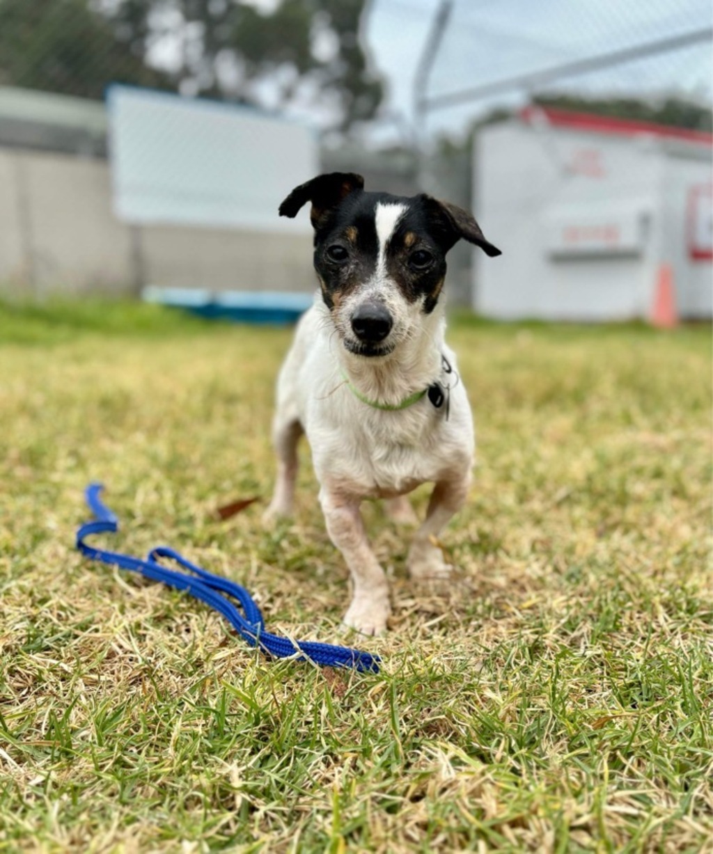 Boof - Small Male Fox Terrier, Miniature Dog in VIC - PetRescue