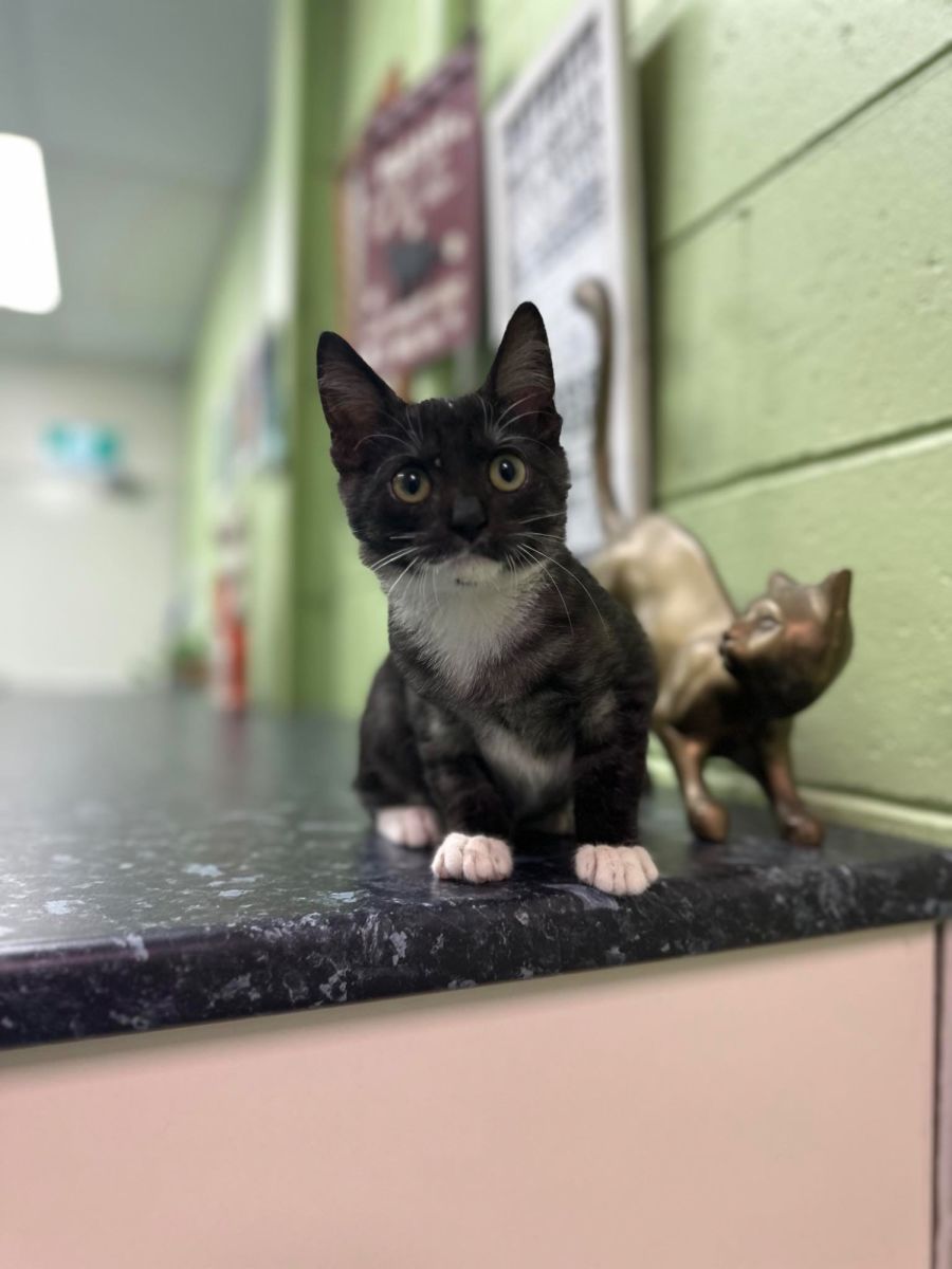 Snickers - Male Domestic Short Hair Cat in NSW - PetRescue