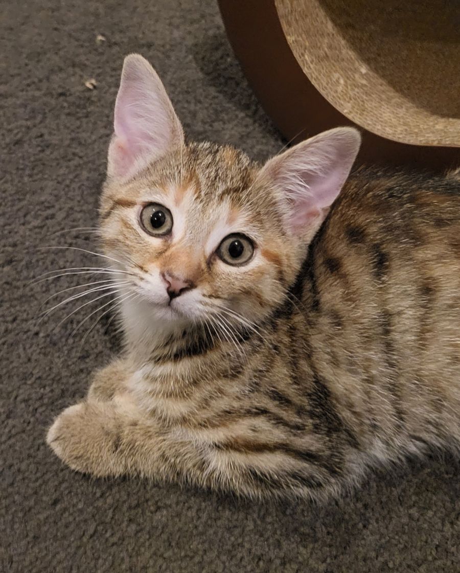 Prinny - Female Domestic Short Hair Cat in NSW - PetRescue