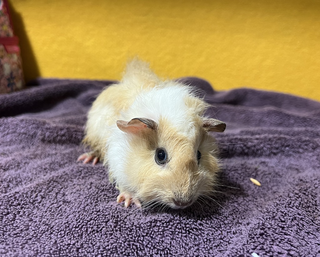 Butternut - Female Short-hair Abyssinian Mix Guinea Pig in QLD - PetRescue