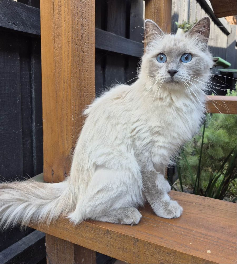 Zizi - Female Ragdoll Cat in VIC - PetRescue
