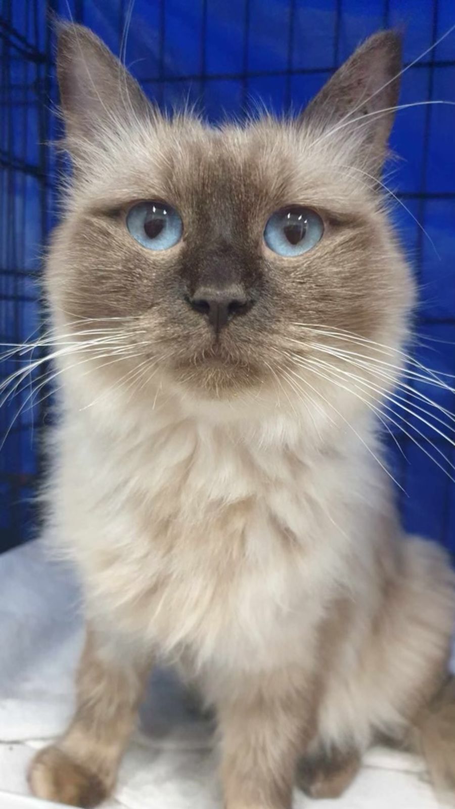 Luna - Female Ragdoll Cat in VIC - PetRescue