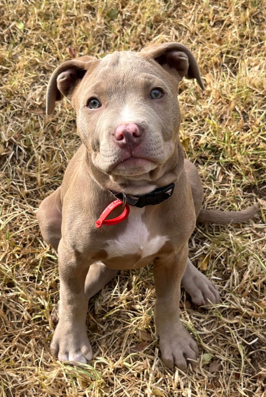 Skylar - Large Female Staffy Mix Dog in VIC - PetRescue