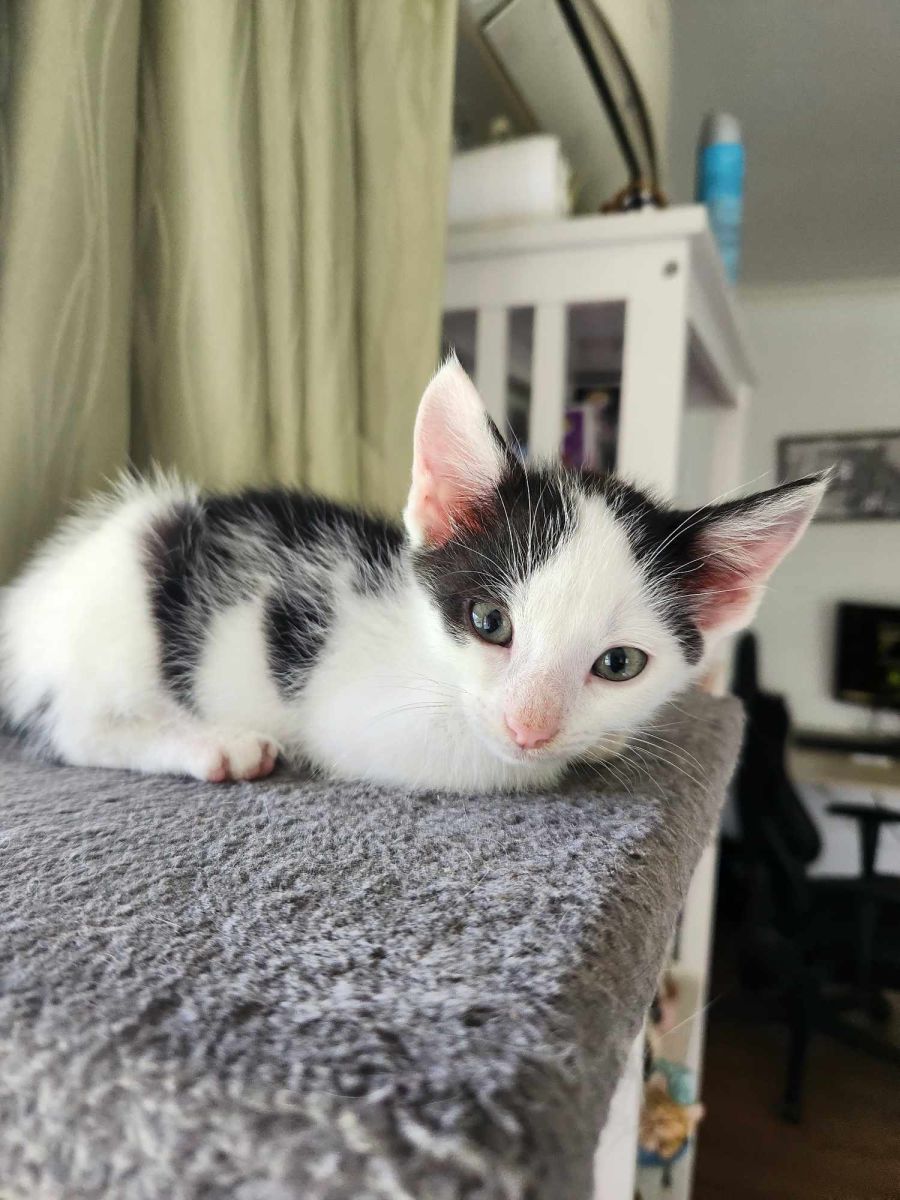 Nibbles - Male Domestic Short Hair Mix Cat in QLD - PetRescue