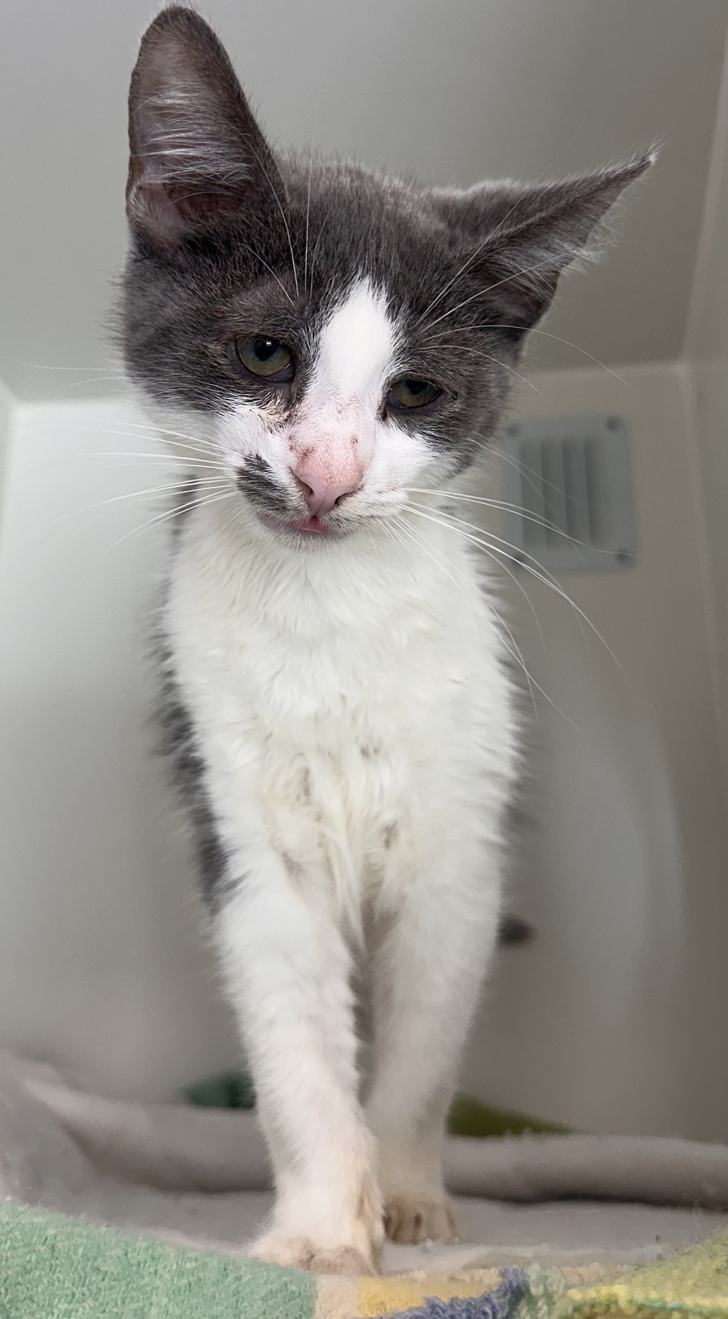 Davy Jones - Male Domestic Short Hair Cat in VIC - PetRescue