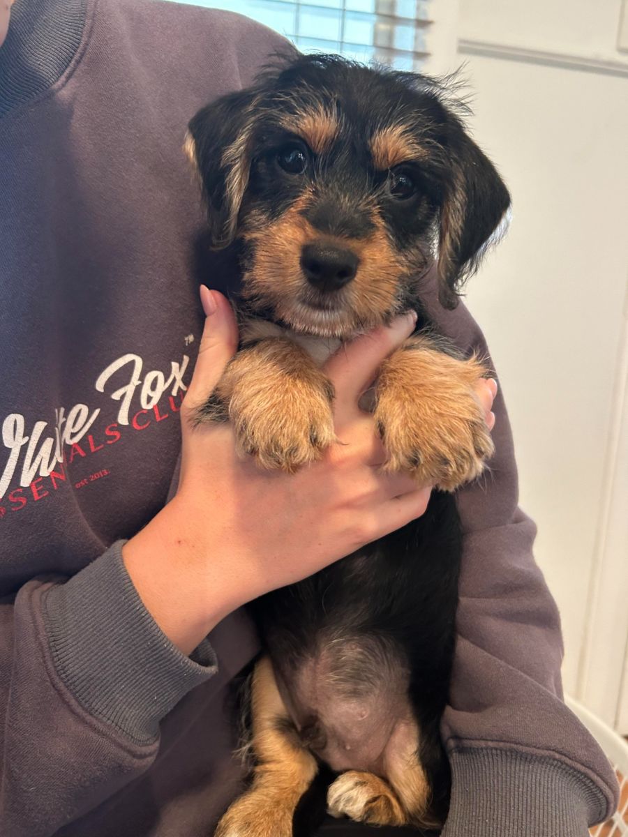 Alby - Small Male Poodle Mix Dog in VIC - PetRescue