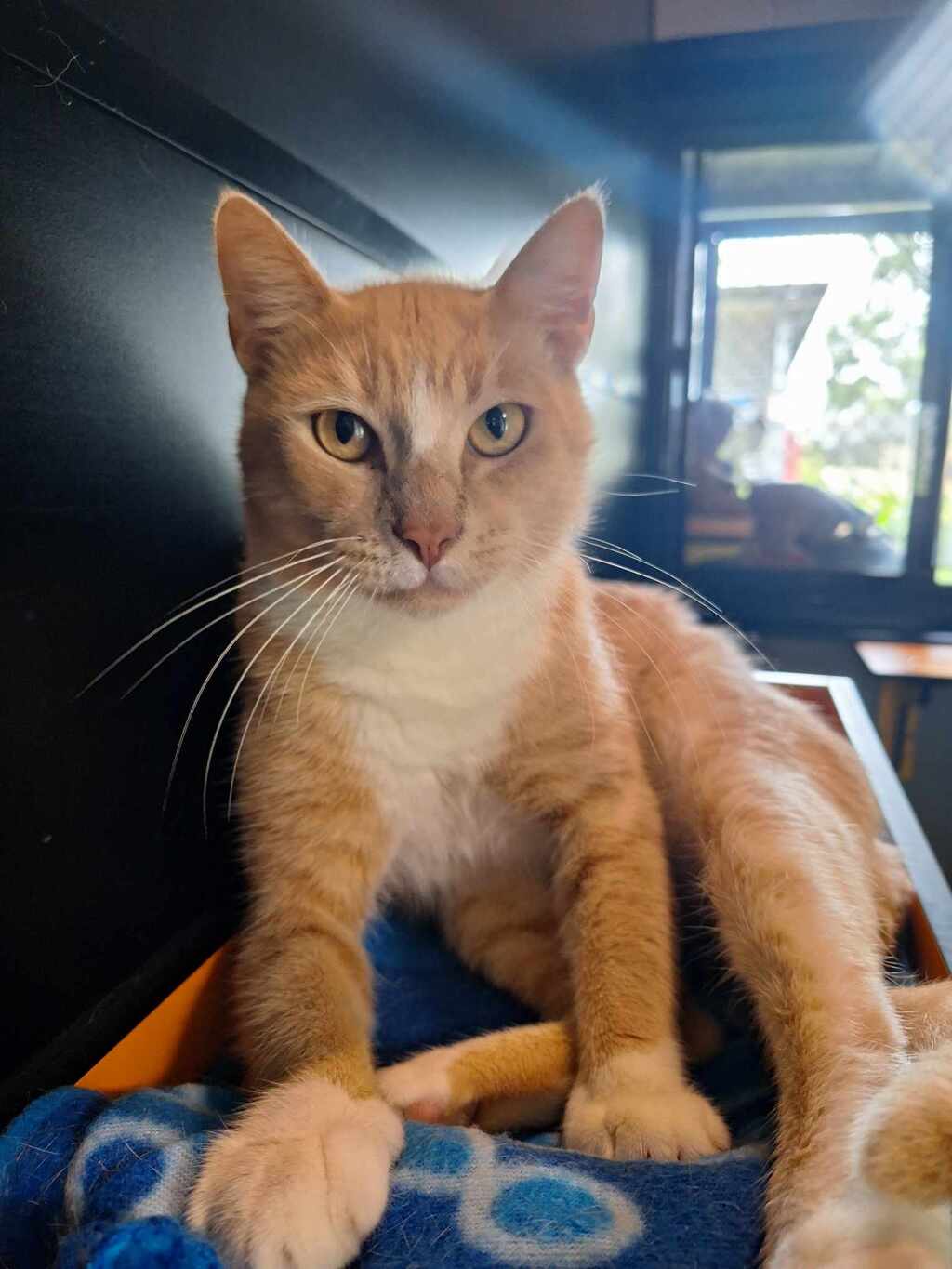 Nathaniel - Male Domestic Short Hair Mix Cat in QLD - PetRescue