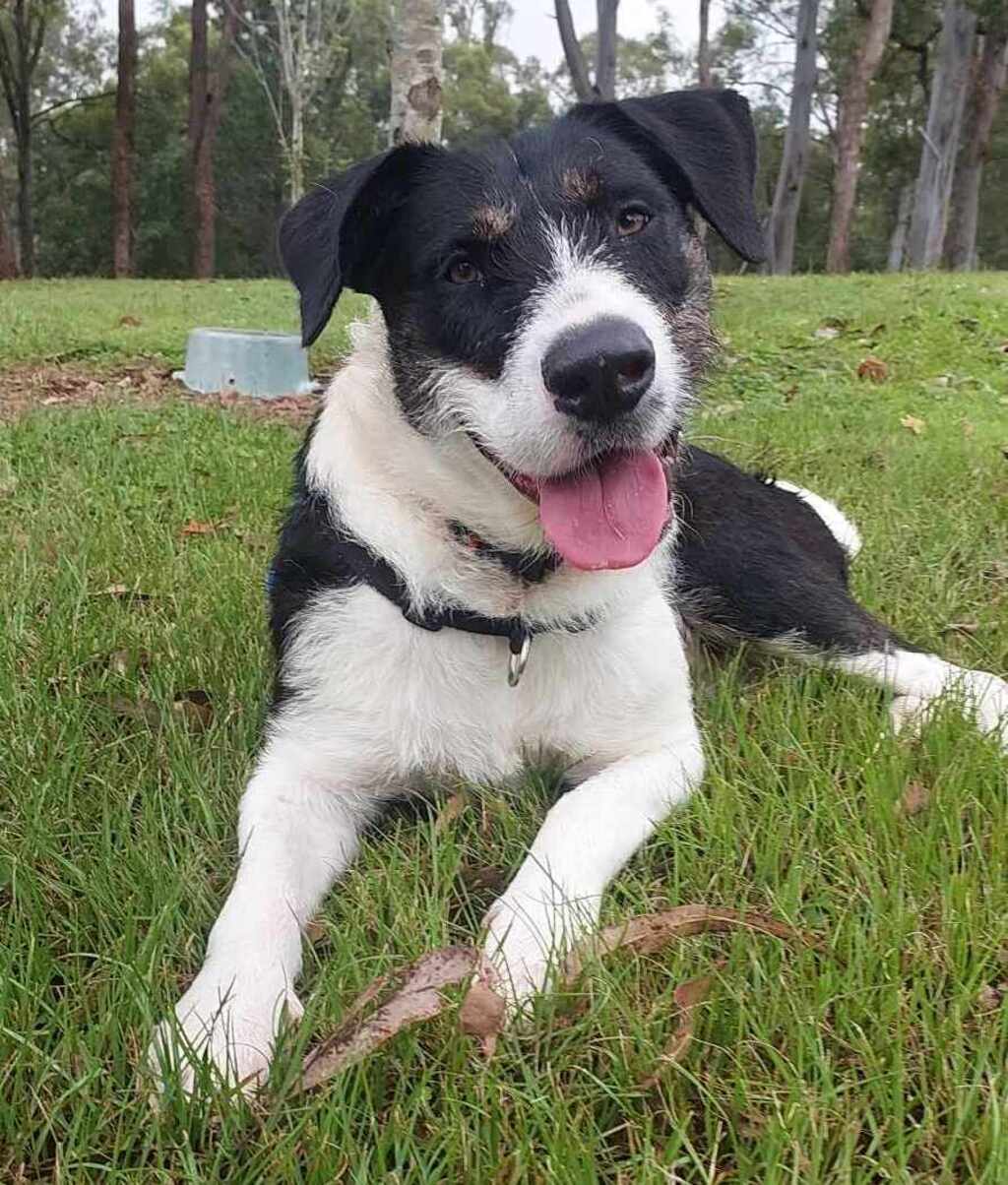 Panda - Large Male Irish Wolfhound Mix Dog in QLD - PetRescue