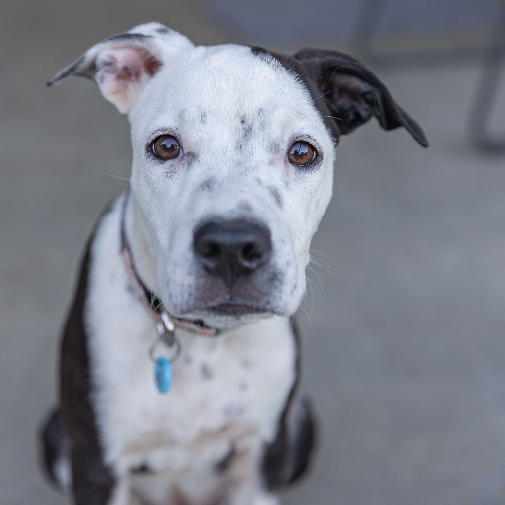 Prilla - Medium Female Mixed Breed Dog in WA - PetRescue