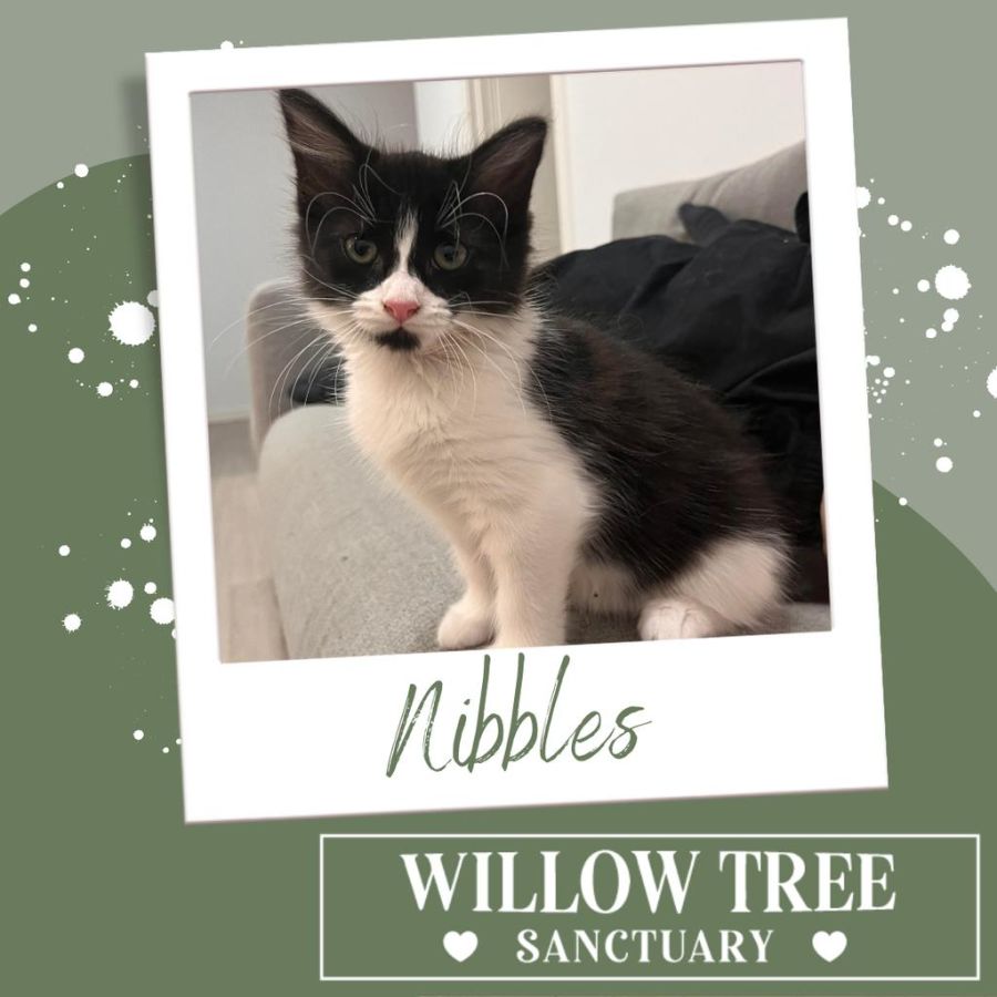 Nibbles - Female Domestic Medium Hair Cat in QLD - PetRescue