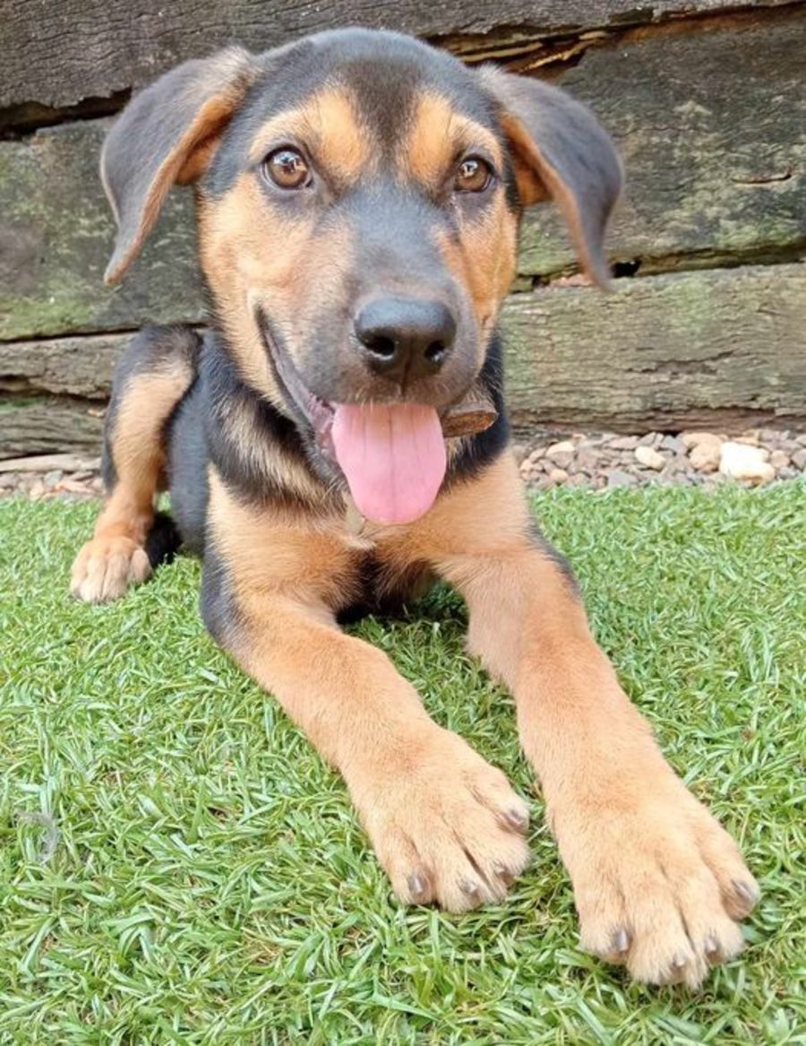 Ruger - Large Male Rottweiler x German Shepherd Mix Dog in QLD - PetRescue