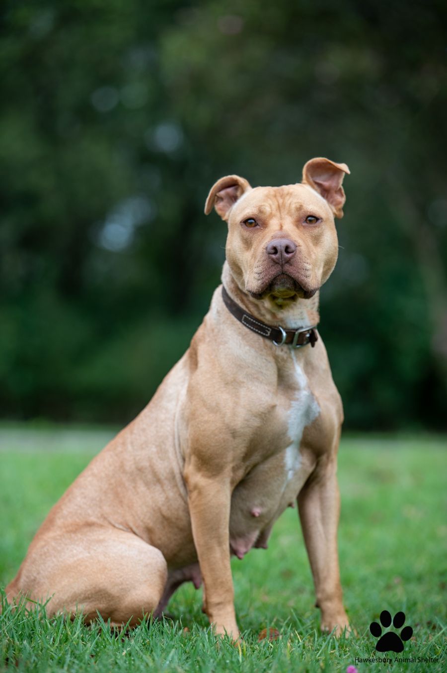 Fern - Large Female Staffy Dog in NSW - PetRescue