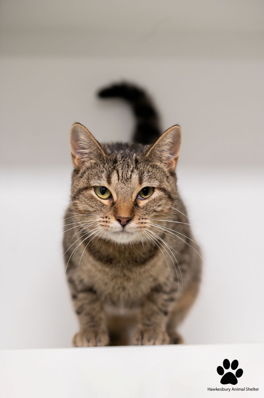 Isabelle - Female Domestic Short Hair Cat in NSW - PetRescue