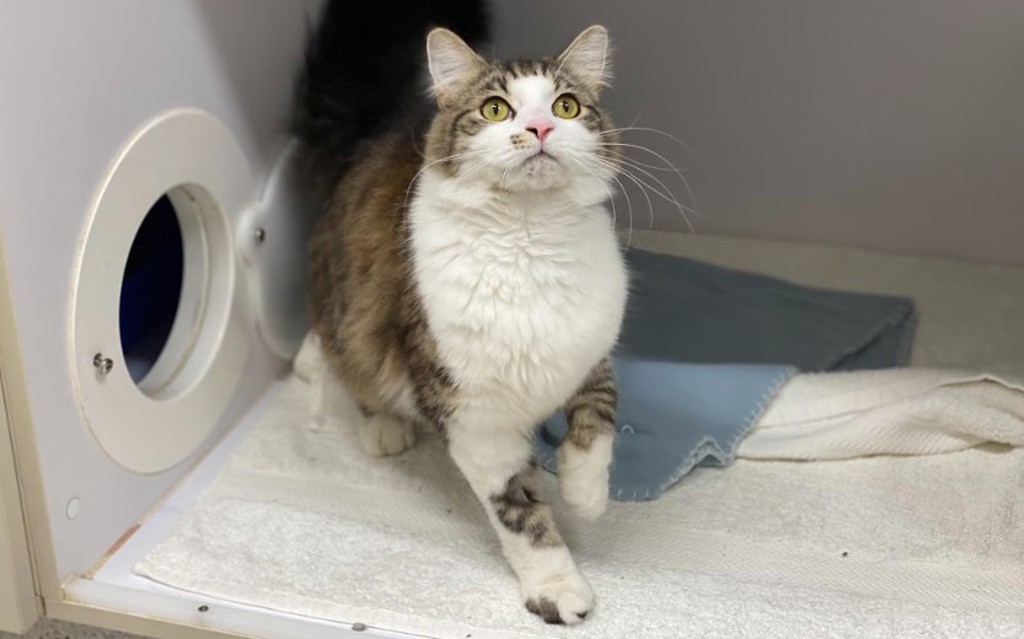 Gary - Male Domestic Medium Hair Mix Cat in VIC - PetRescue
