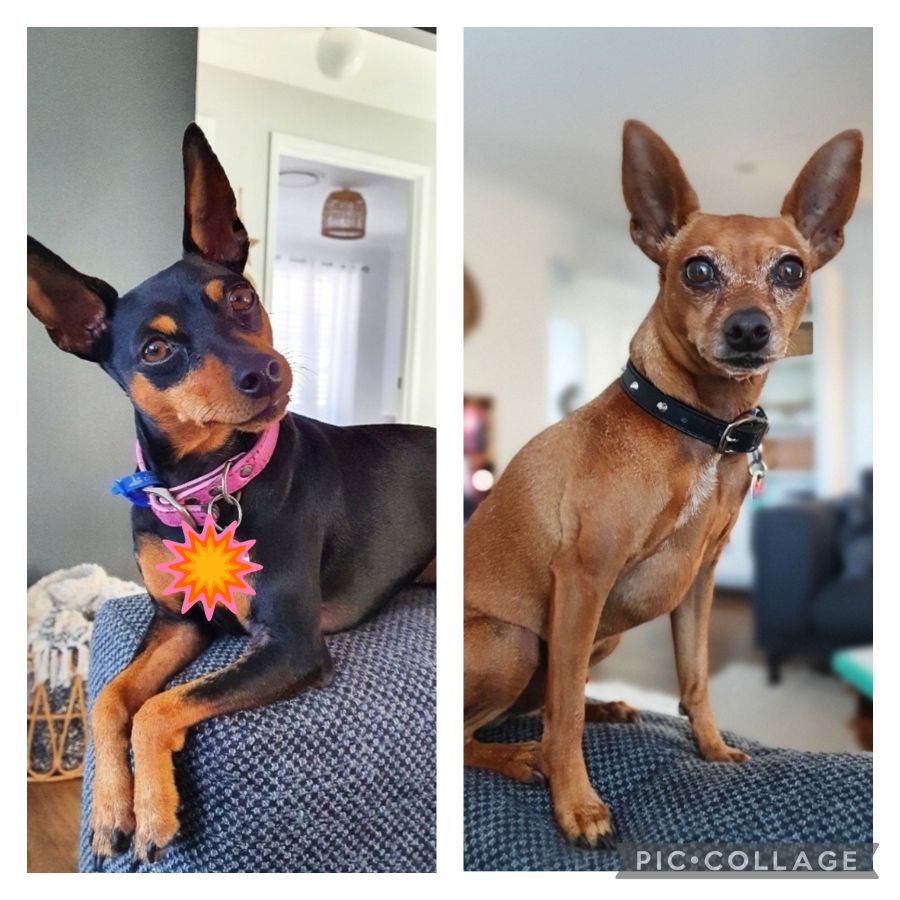 Pixie and Hugo - Small Female Mini Pinscher Dog in QLD - PetRescue