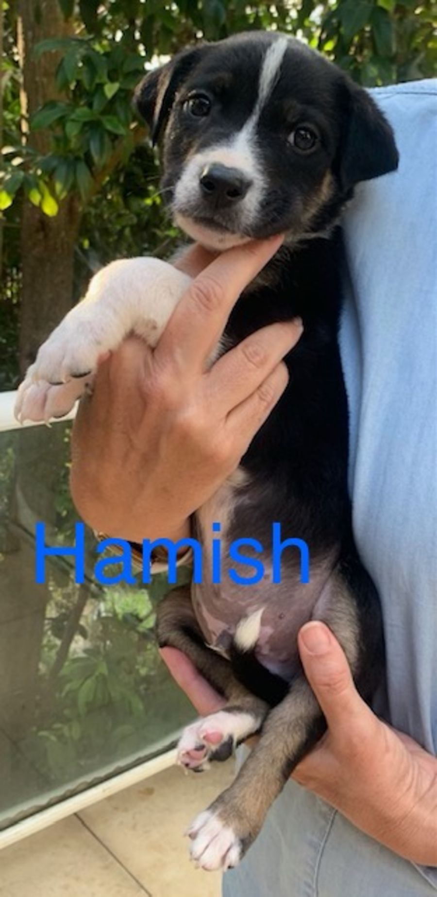 Hamish - Medium Male Tenterfield Terrier Mix Dog in NSW - PetRescue
