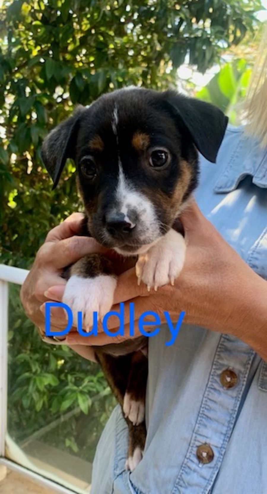 Dudley - Medium Male Tenterfield Terrier Mix Dog in NSW - PetRescue