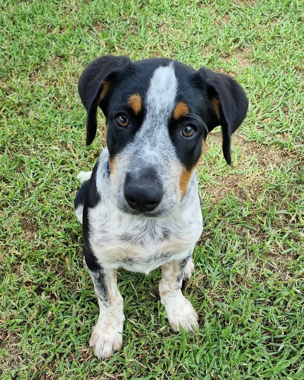 Lazuli - Large Male Australian Cattle Dog x Border Collie Mix Dog in ...