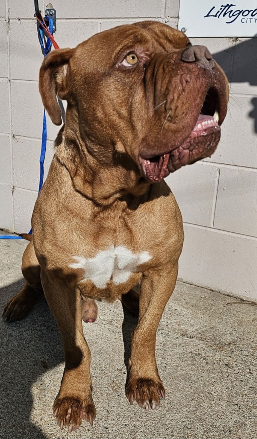 Hooch - Large Male Dogue De Bordeaux Dog in NSW - PetRescue