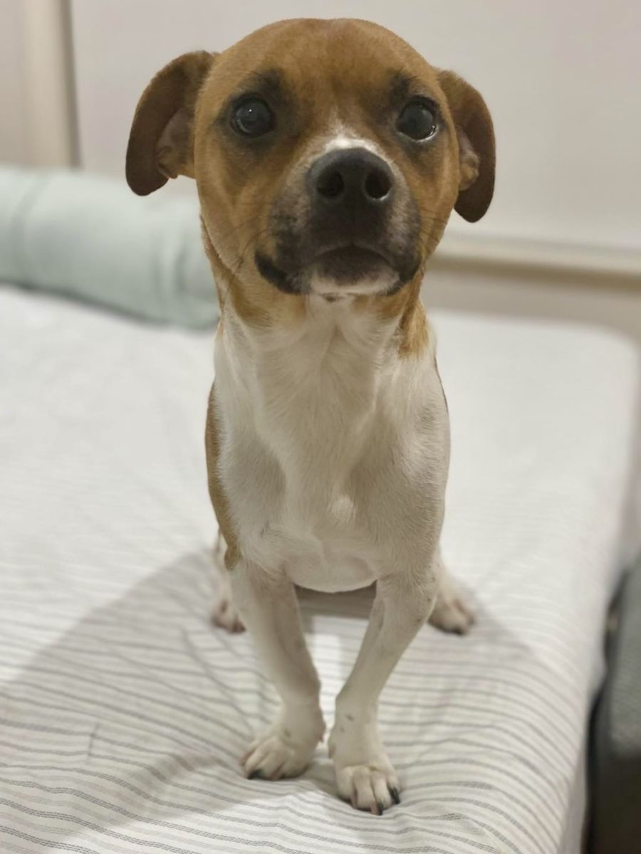 Kiki - Small Male Jack Russell Terrier Dog in VIC - PetRescue