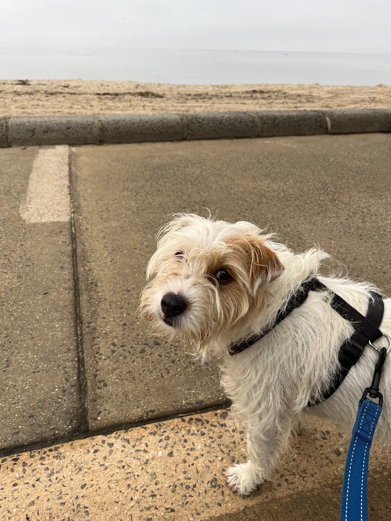 Billie - Small Female Jack Russell Terrier Dog in VIC - PetRescue
