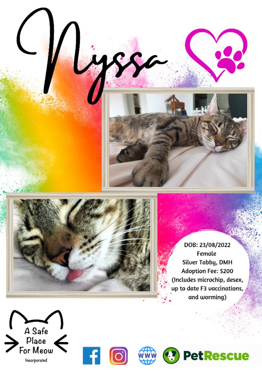 Nyssa - Female Domestic Short Hair Cat in NT - PetRescue