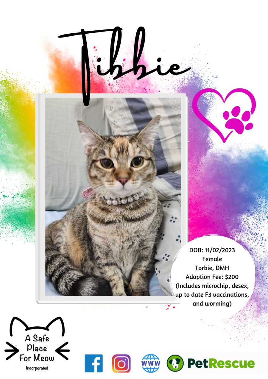 Tibbie - Female Domestic Short Hair Cat in NT - PetRescue