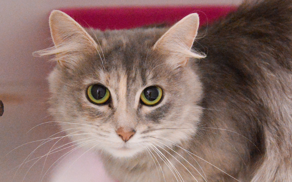 Ari - Female Domestic Longhair Mix Cat in VIC - PetRescue