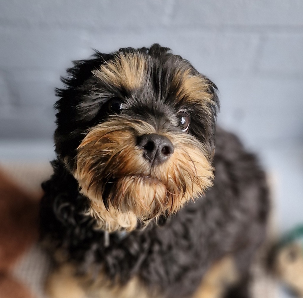 Milo - Small Male Cavoodle Mix Dog in ACT - PetRescue