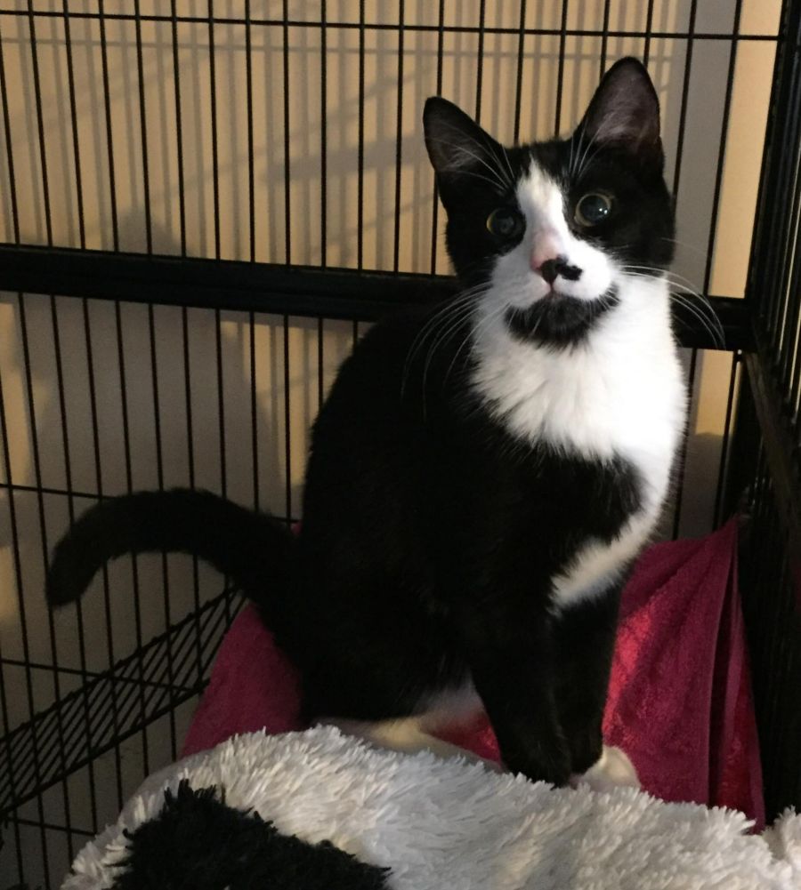 Magpie - Female Domestic Short Hair Cat in VIC - PetRescue