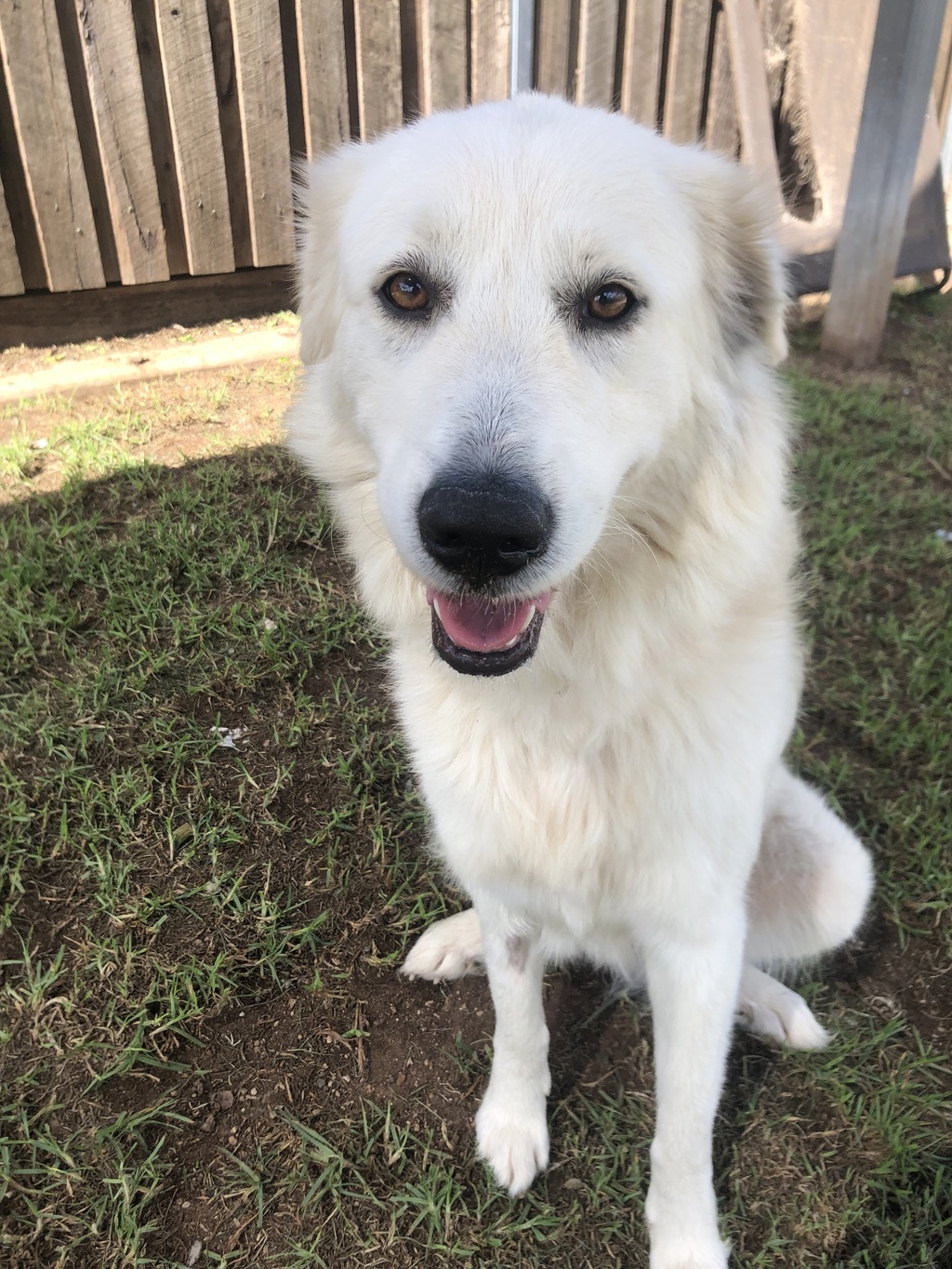 Smiley Miley - Large Female Maremma Sheepdog Mix Dog in QLD - PetRescue