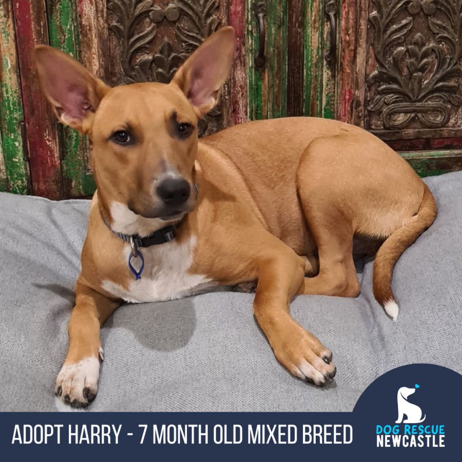Harry - 7 Month Old Mixed Breed (Trial) - Medium Male Mixed Breed Dog ...