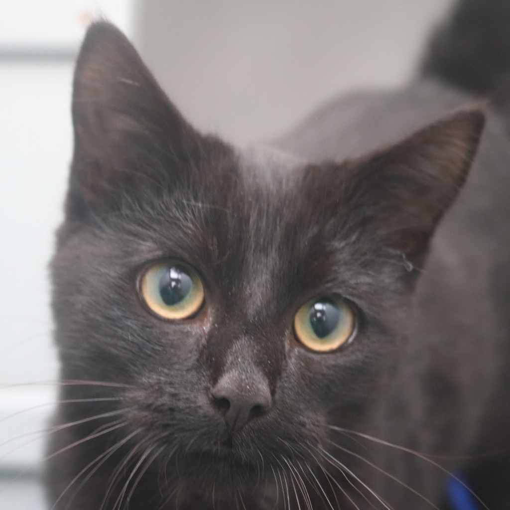 Mints - Male Domestic Short Hair Cat in VIC - PetRescue