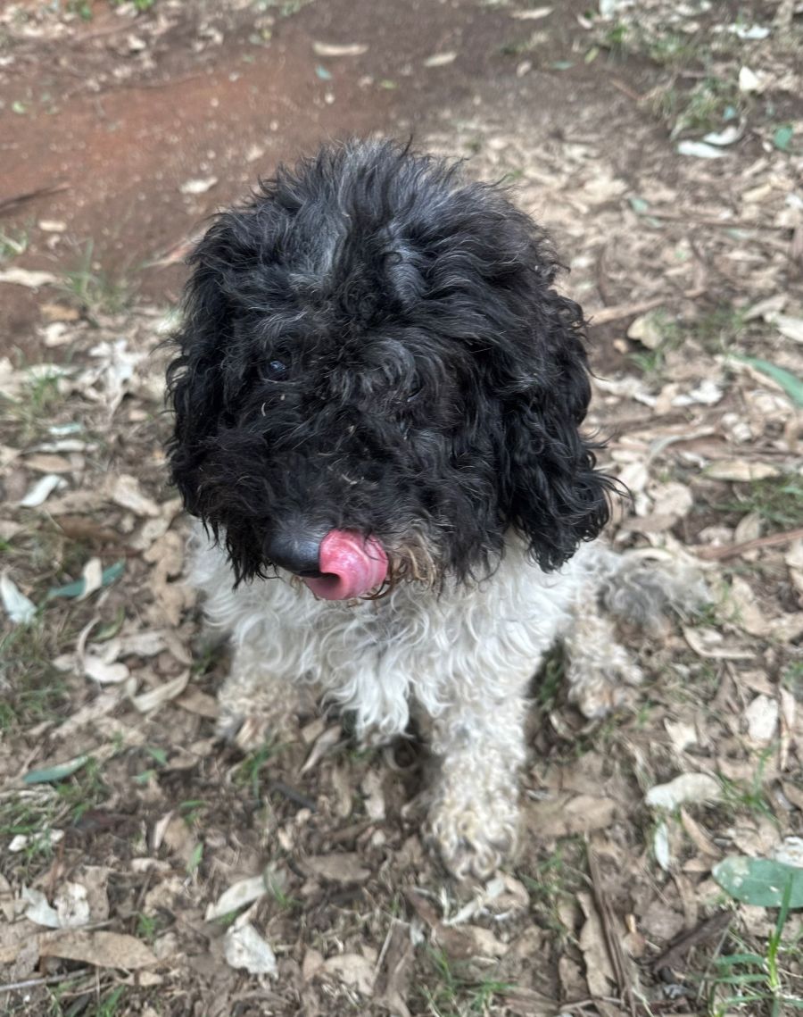 Billy - Small Male Poodle Dog in NSW - PetRescue