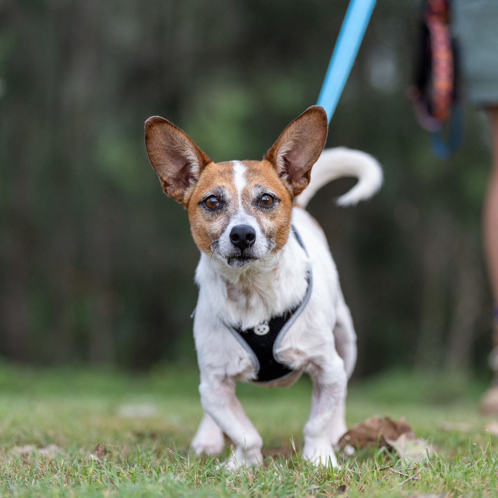 Rappa - Small Male Jack Russell Terrier Mix Dog in NSW - PetRescue