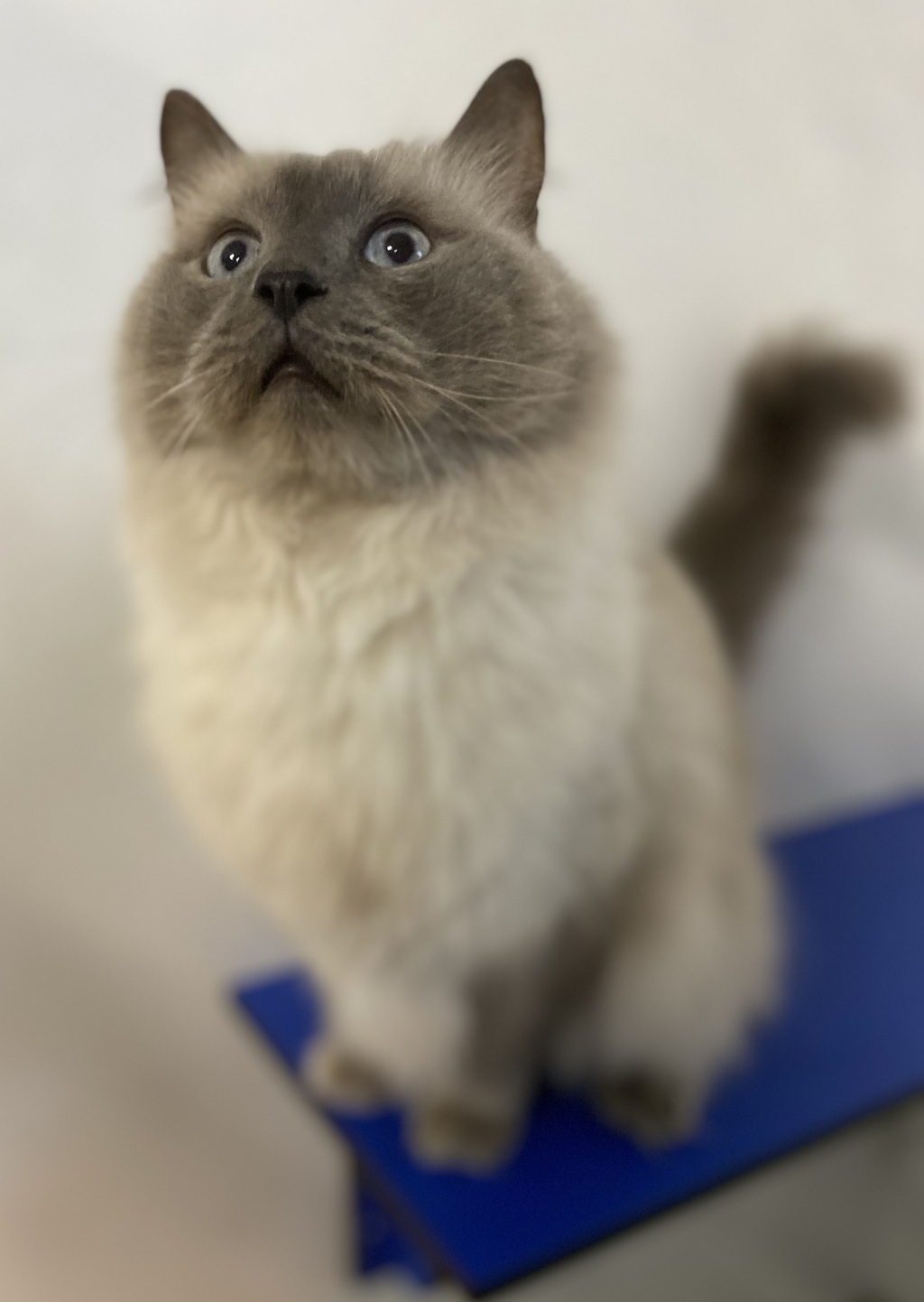 Coco - Male Ragdoll Mix Cat in QLD - PetRescue