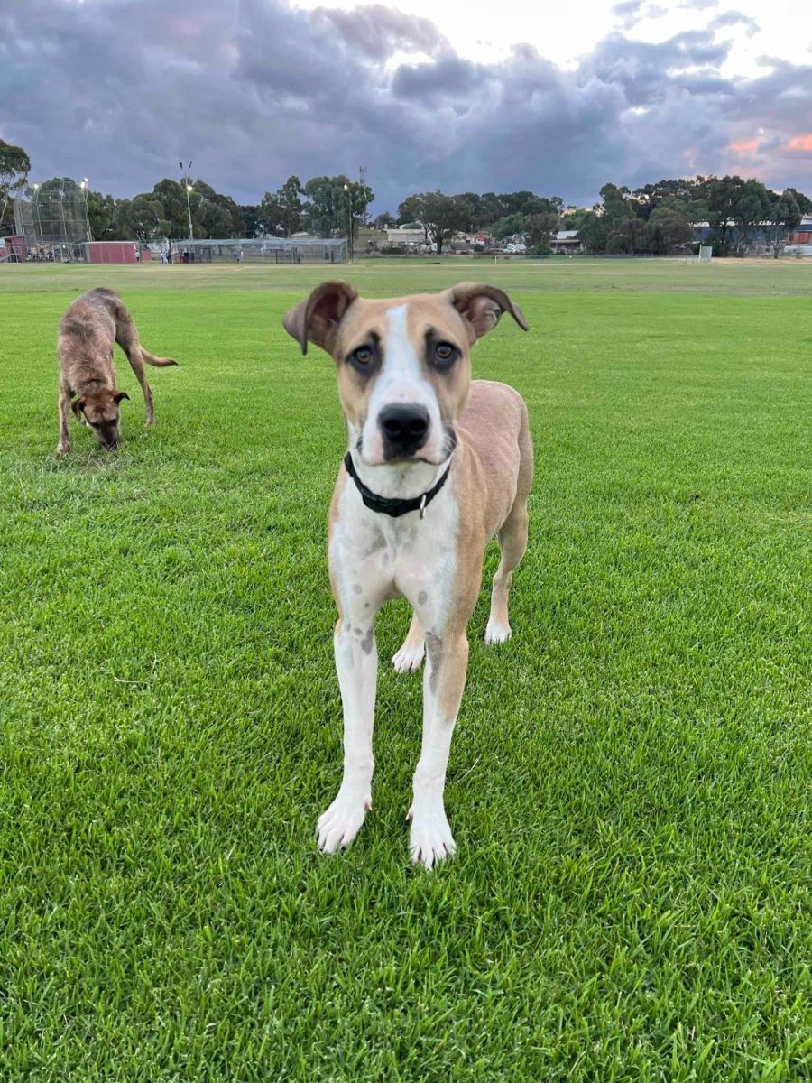 Dodge - Large Female Mixed Breed Dog in VIC - PetRescue
