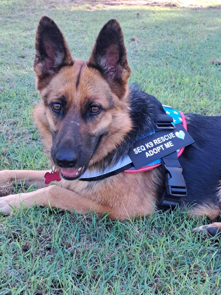 Sasha - Large Female Mixed Breed Dog in QLD - PetRescue