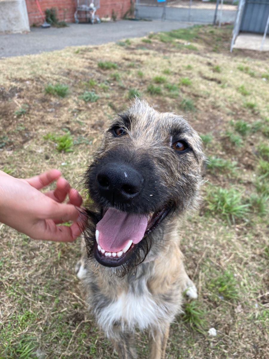 Flower - Large Female Staghound Mix Dog in VIC - PetRescue