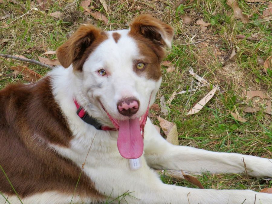 Archie - Medium Male Border Collie x Huntaway x Kelpie Mix Dog in VIC - PetRescue