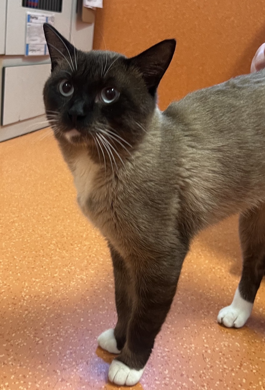 Milo - Male Layanese x Snowshoe Mix Cat in QLD - PetRescue
