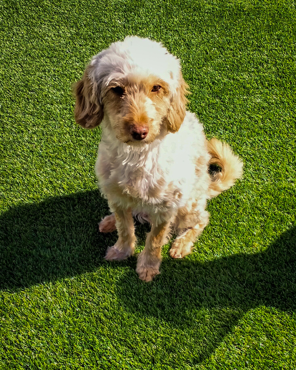Harper - Medium Female Cavoodle Mix Dog in NSW - PetRescue