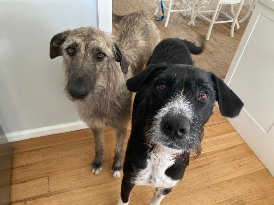 The special rescue dogs changing lives - PetRescue