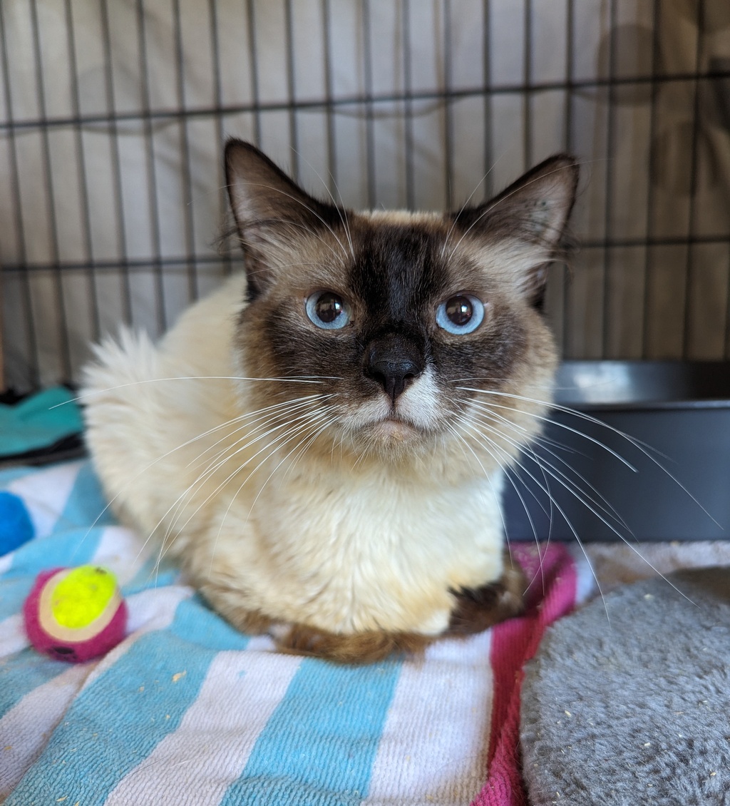 Theodore - Male Birman Mix Cat in QLD - PetRescue