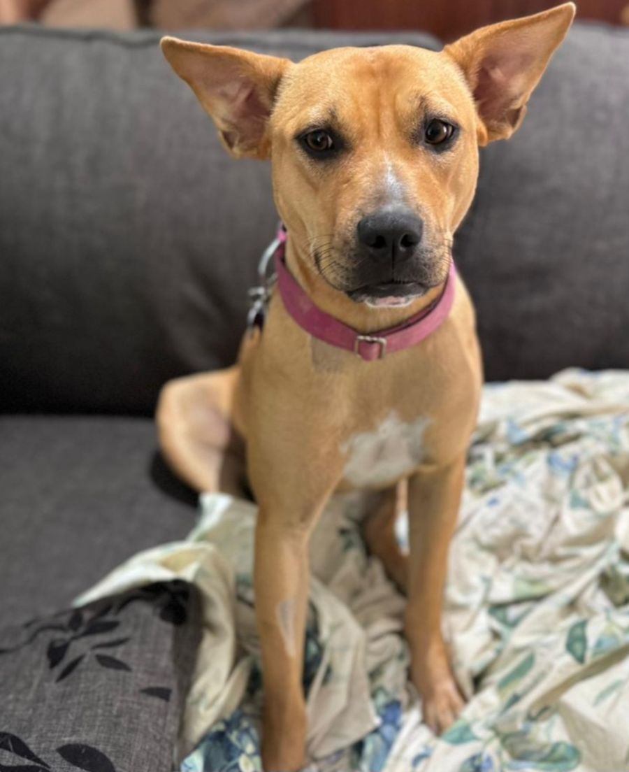 Missy - Medium Female Boxer Mix Dog in NSW - PetRescue