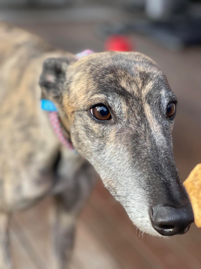 Dolly - Large Female Greyhound Dog in VIC - PetRescue