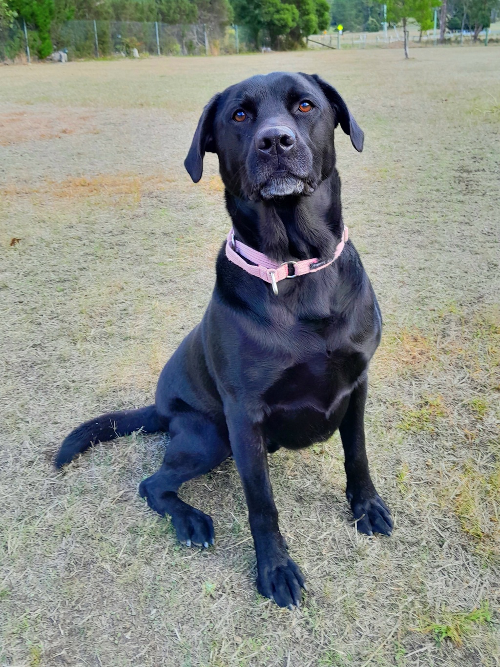 Troy - Medium Male Labrador Mix Dog in TAS - PetRescue