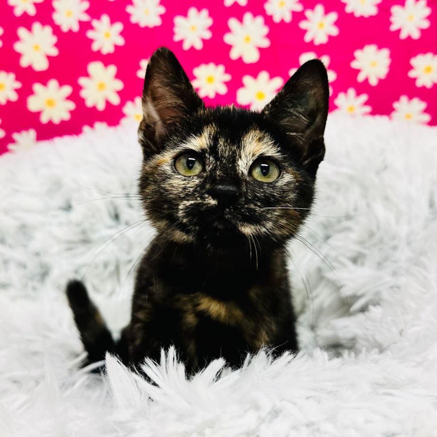 Bracken - Located in Richmond - Female Domestic Short Hair Cat in VIC ...