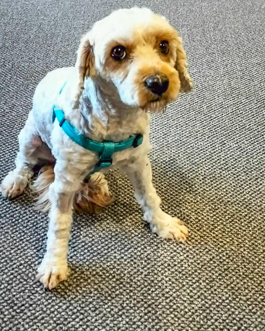 Marly - Medium Male Cavoodle Mix Dog in NSW - PetRescue