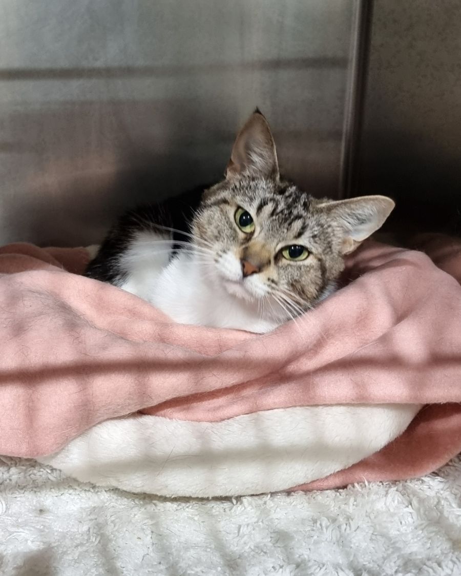 Cleo - Female Domestic Short Hair Cat in VIC - PetRescue